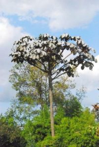 El Yarumo – Plataforma YARUMO