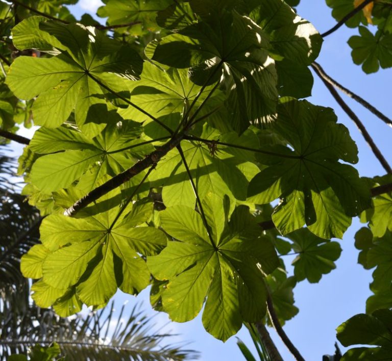 El Yarumo – Plataforma YARUMO