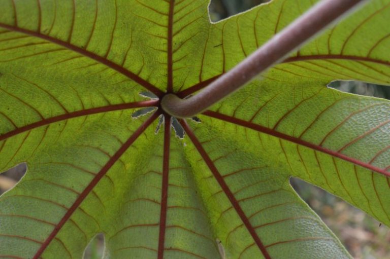 El Yarumo – Plataforma YARUMO